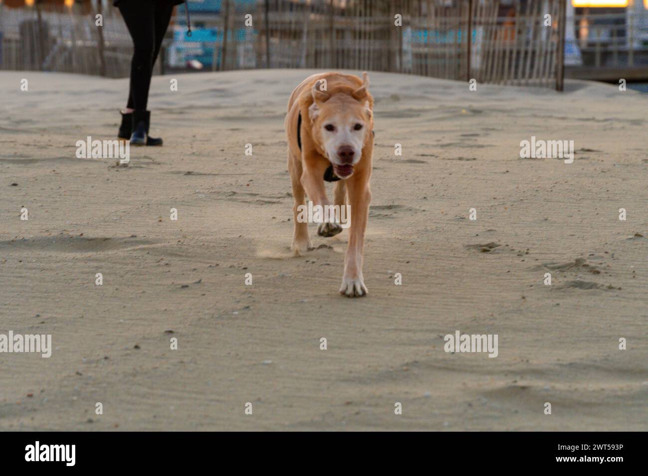 Senior Yellow Labrador Retriever "Chief" getting an off leash walk at ...