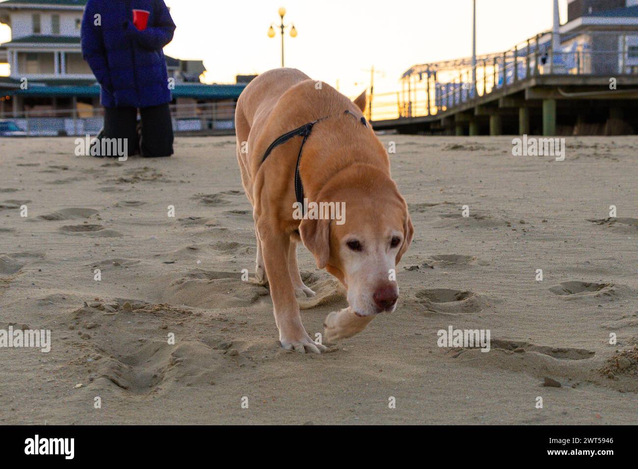 Senior Yellow Labrador Retriever "Chief" getting an off leash walk at ...