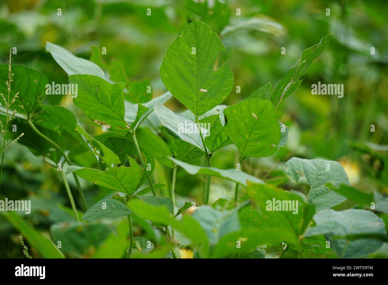 Soybean (Also called soya bean, soy bean) leaves on the tree. Soybeans ...