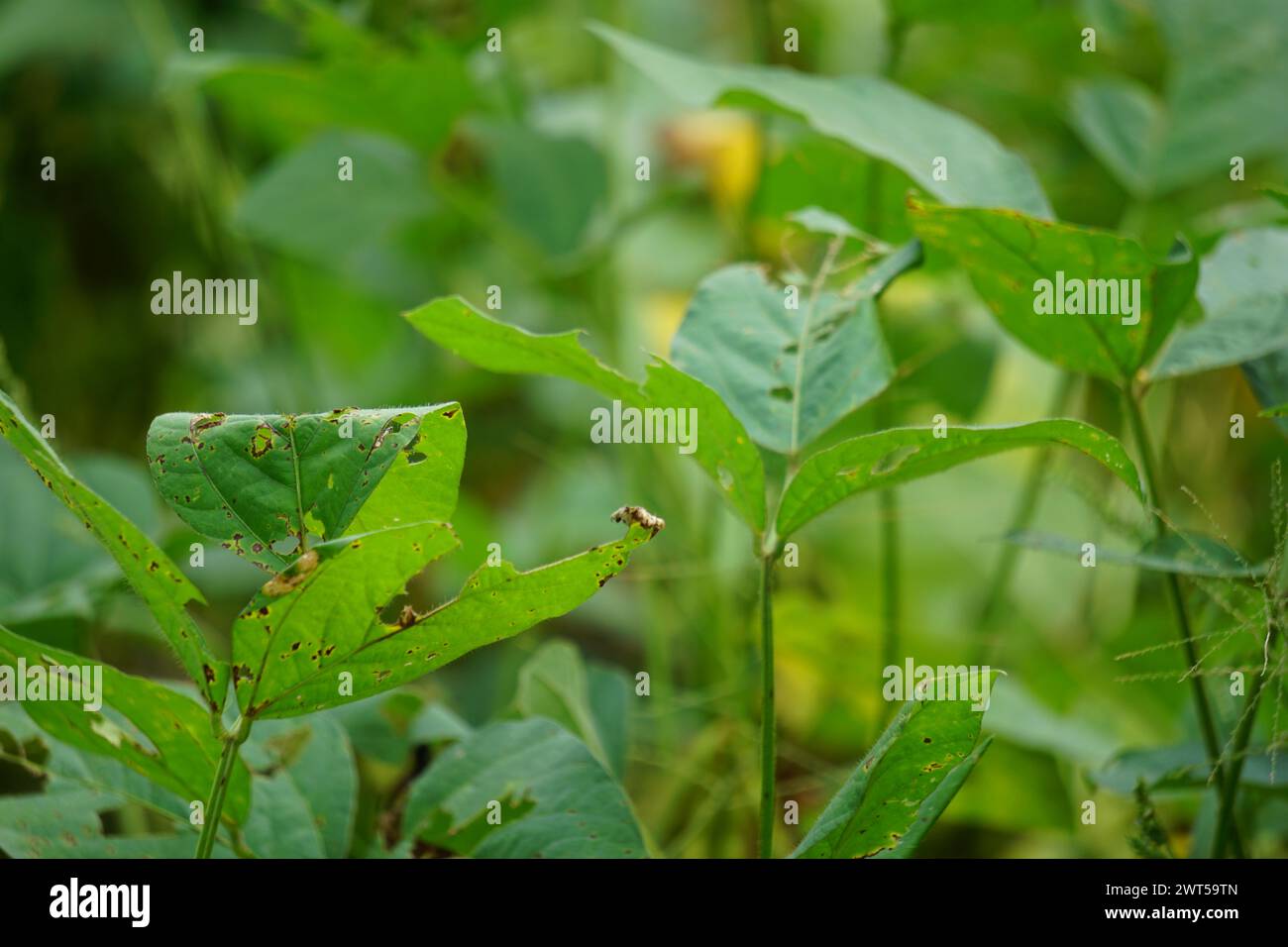 Soybean (Also called soya bean, soy bean) leaves on the tree. Soybeans ...