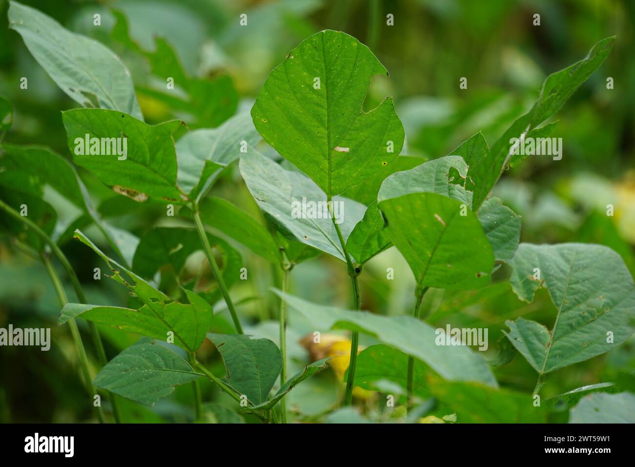 Soybean (Also called soya bean, soy bean) leaves on the tree. Soybeans ...