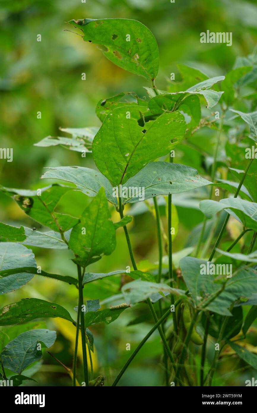 Soybean (Also called soya bean, soy bean) leaves on the tree. Soybeans ...