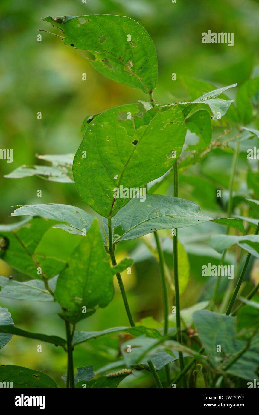 Soybean (Also called soya bean, soy bean) leaves on the tree. Soybeans ...