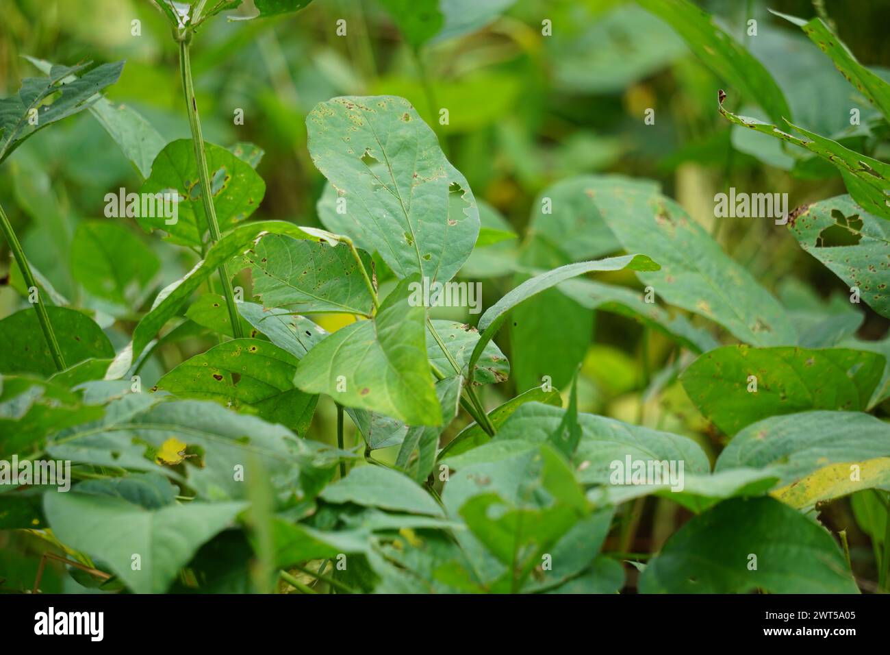 Soybean (Also called soya bean, soy bean) leaves on the tree. Soybeans ...