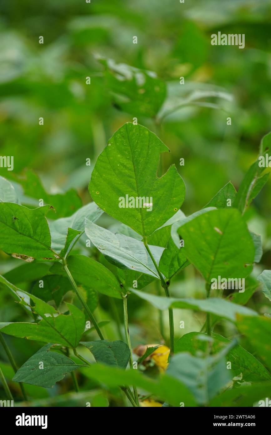 Soybean (Also called soya bean, soy bean) leaves on the tree. Soybeans ...