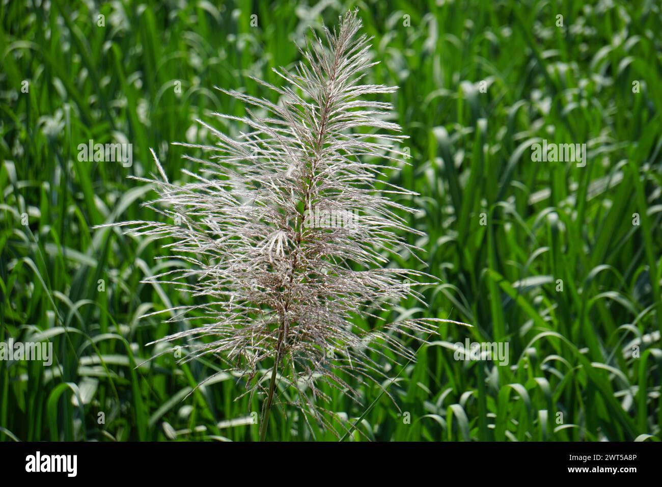 The flower of Sugarcane with a natural background Stock Photo - Alamy