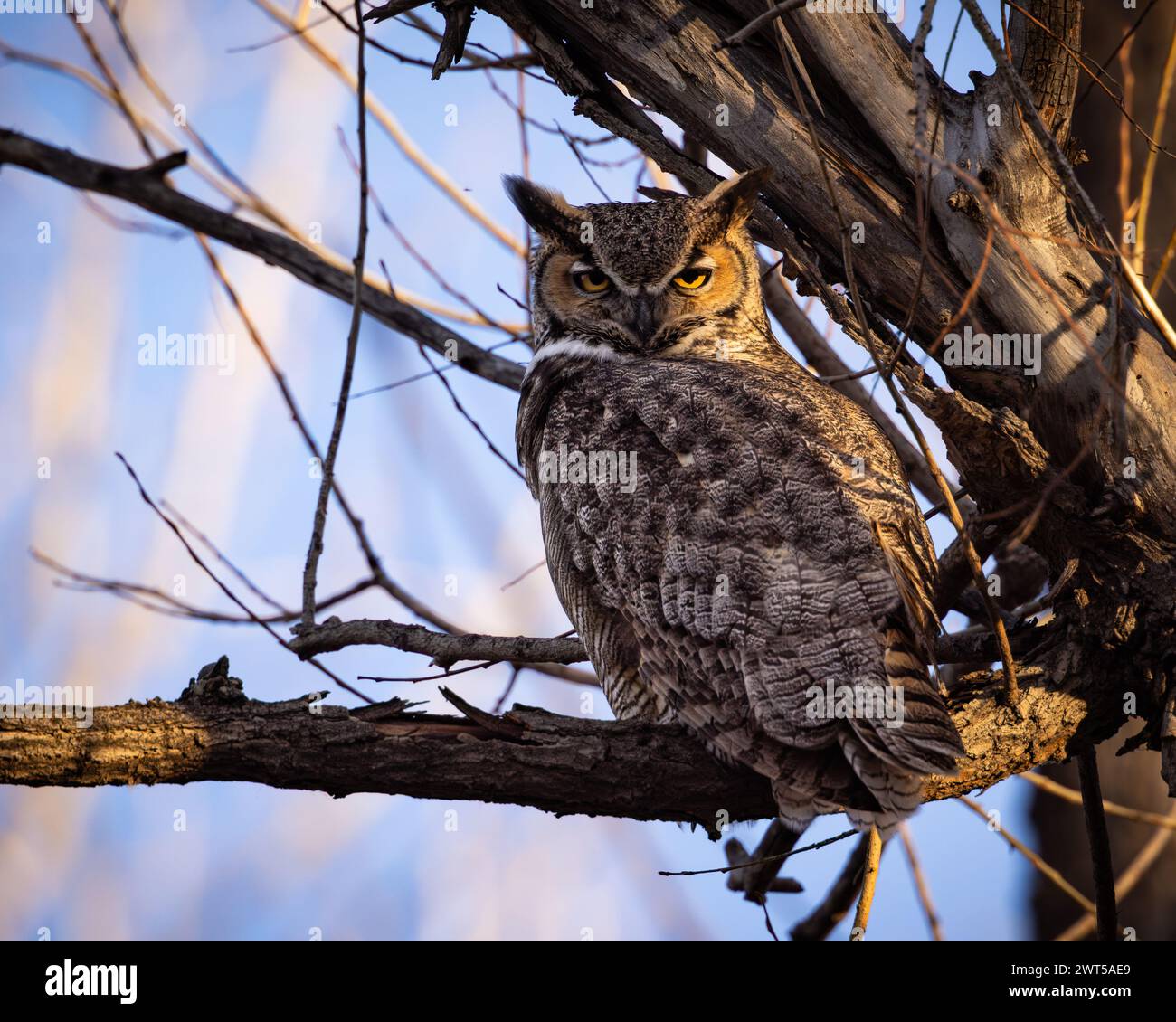 Male Great Horned Owl - bubo virginianus - roosting in tree making eye ...