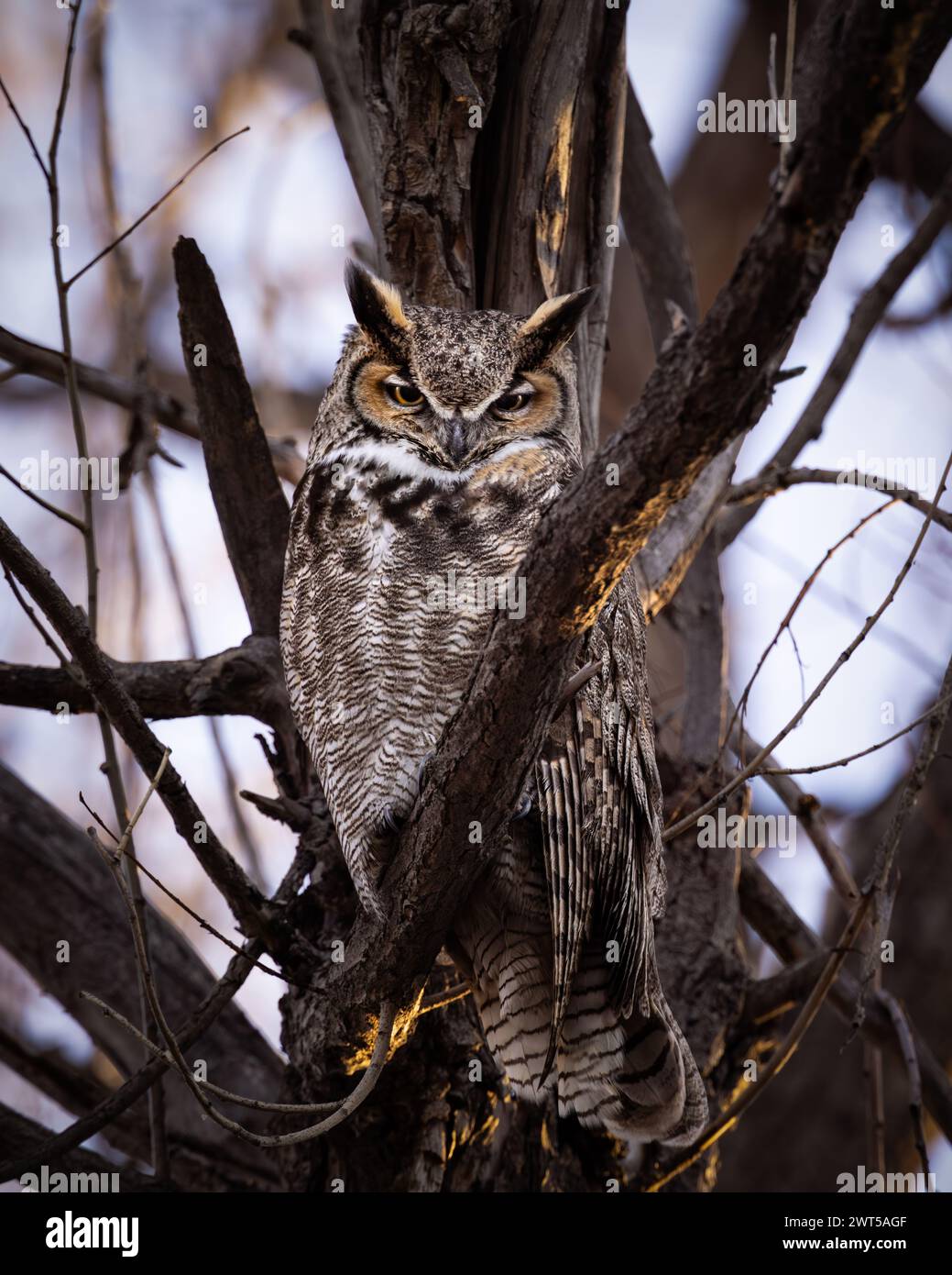 Male Great Horned Owl - bubo virginianus - roosting in tree making eye ...