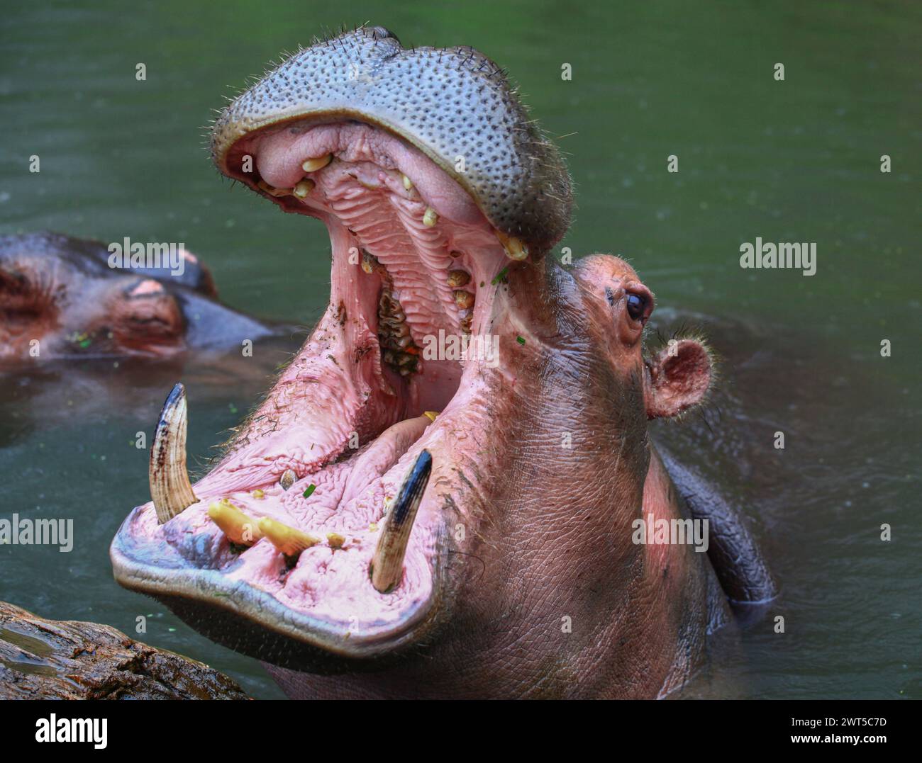 Hippopotamus at Taman Safari Indonesia in Cisarua, Bogor, West Java ...
