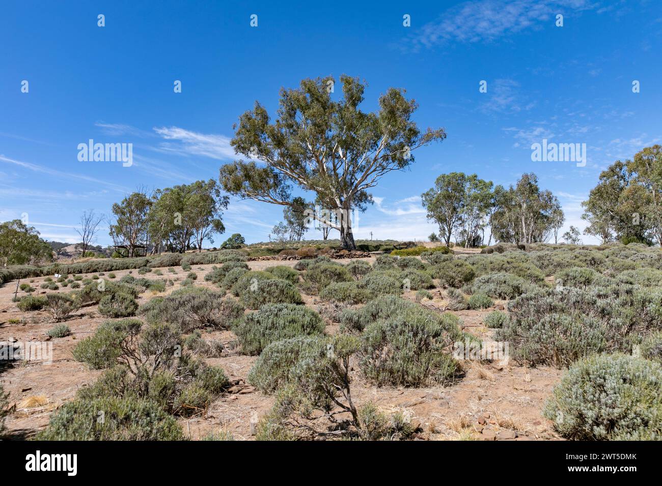 Lyndoch, Barossa Valley, lavender farm at Lyndoch selling lavender made ...