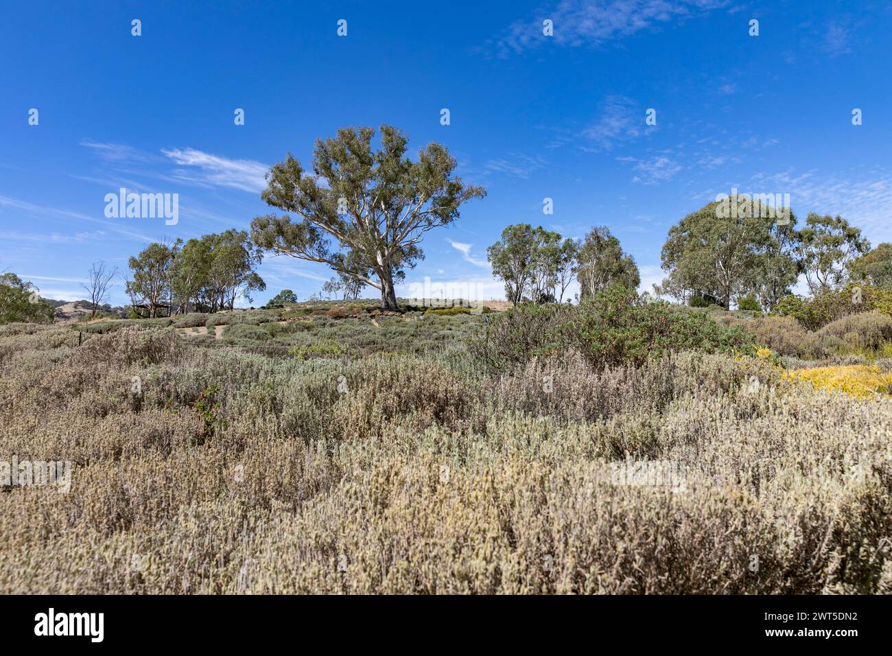 Lyndoch, Barossa Valley, lavender farm at Lyndoch selling lavender made ...