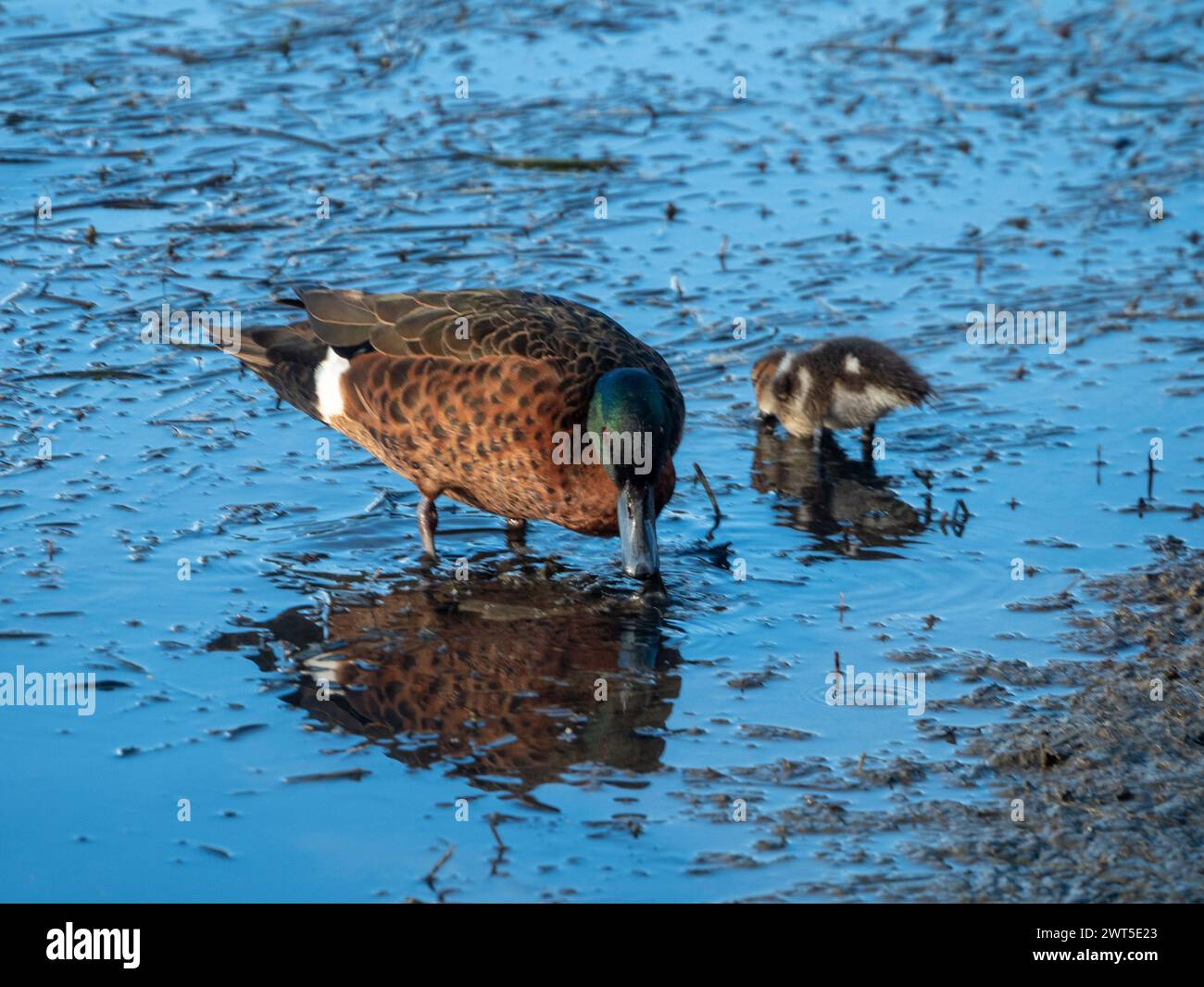 Mallard Duck and duckling wading in shallow water feeding in the late ...