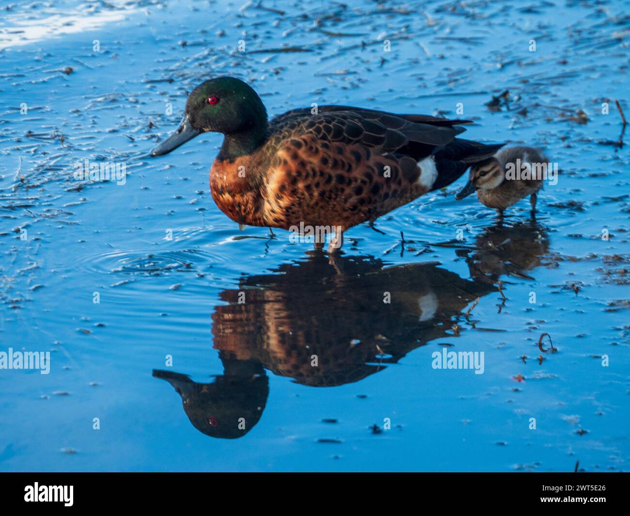 Mallard Duck and duckling wading in shallow water feeding in the late ...