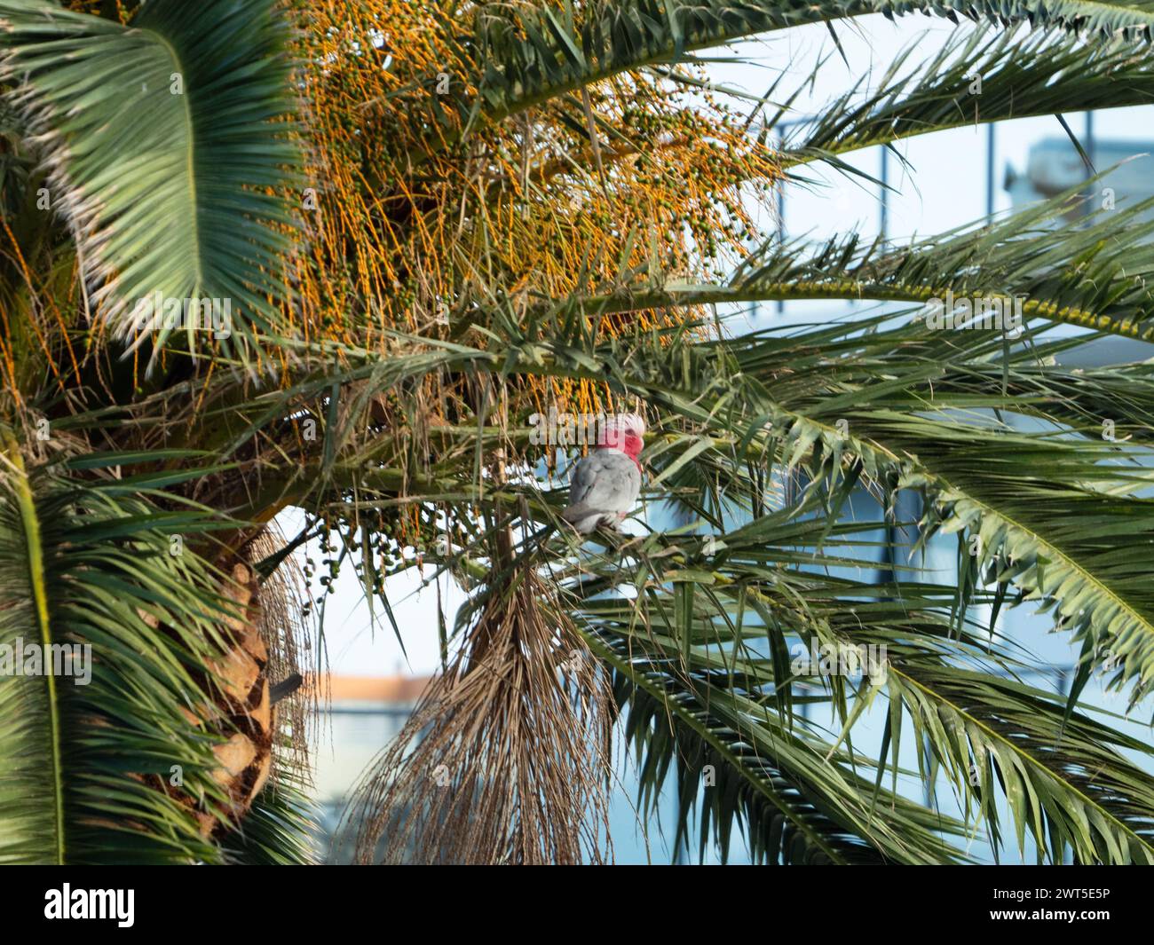 Galah, Australian bird, perched in a Palm tree, pink feathers standing out Stock Photo - Alamy