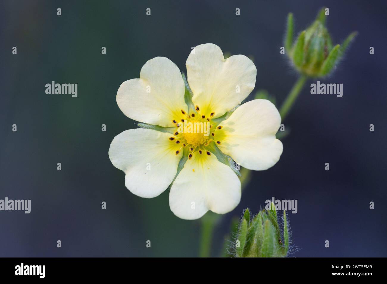 Cinquefoil shape hi-res stock photography and images - Alamy