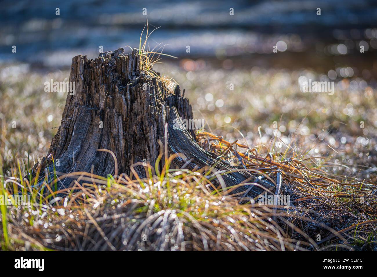 Decaying tree stump forest hi-res stock photography and images - Alamy