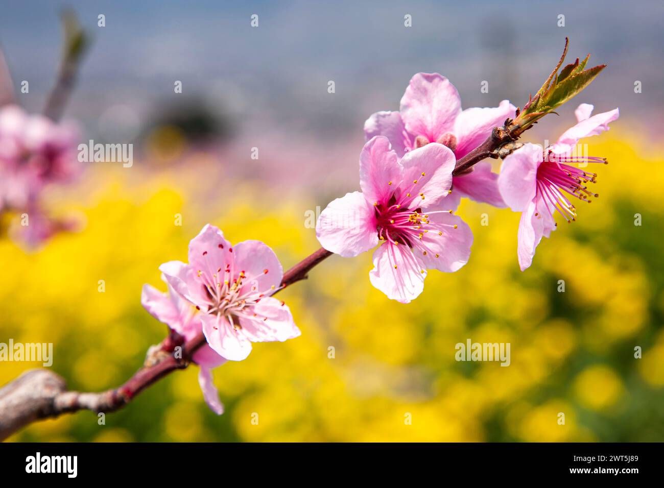 Peach blossom, agricultural fields at Kofu basin, few days scenic ...
