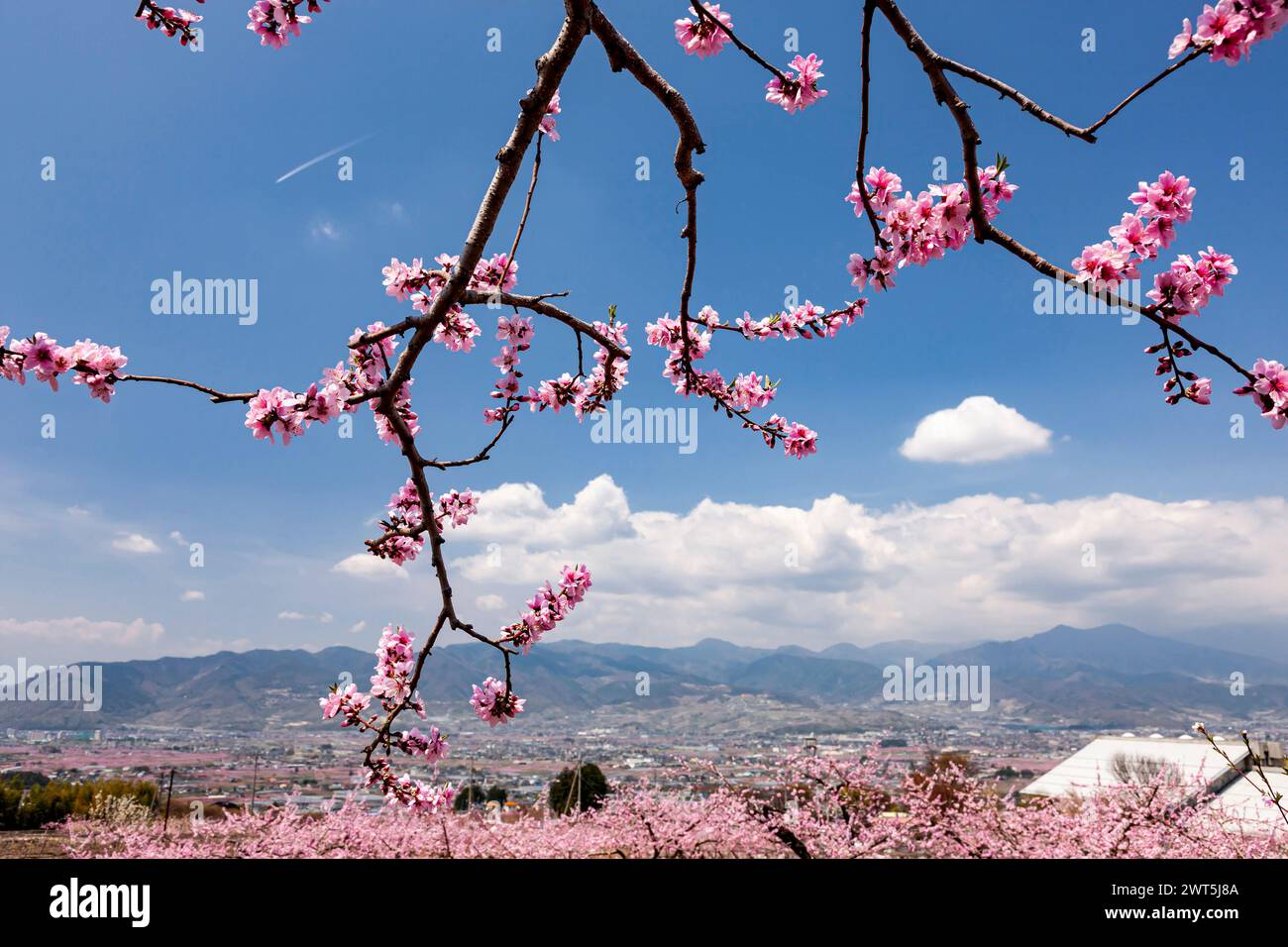 Peach blossom, agricultural fields at Kofu basin, few days scenic ...