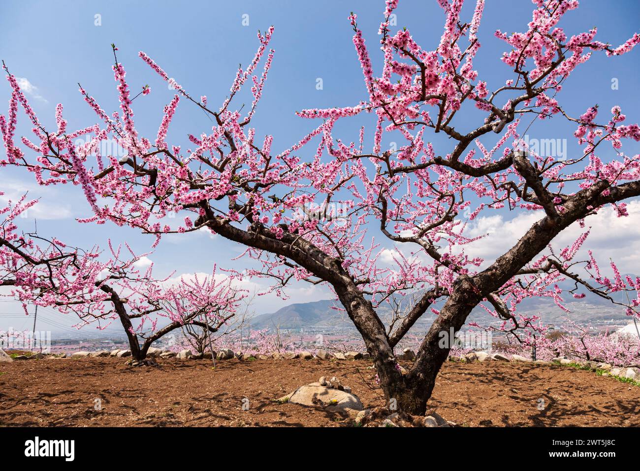 Peach blossom, agricultural fields at Kofu basin, few days scenic ...