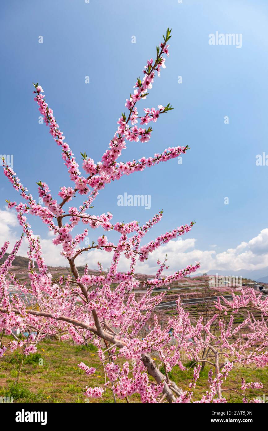 Peach blossom, agricultural fields at Kofu basin, few days scenic ...