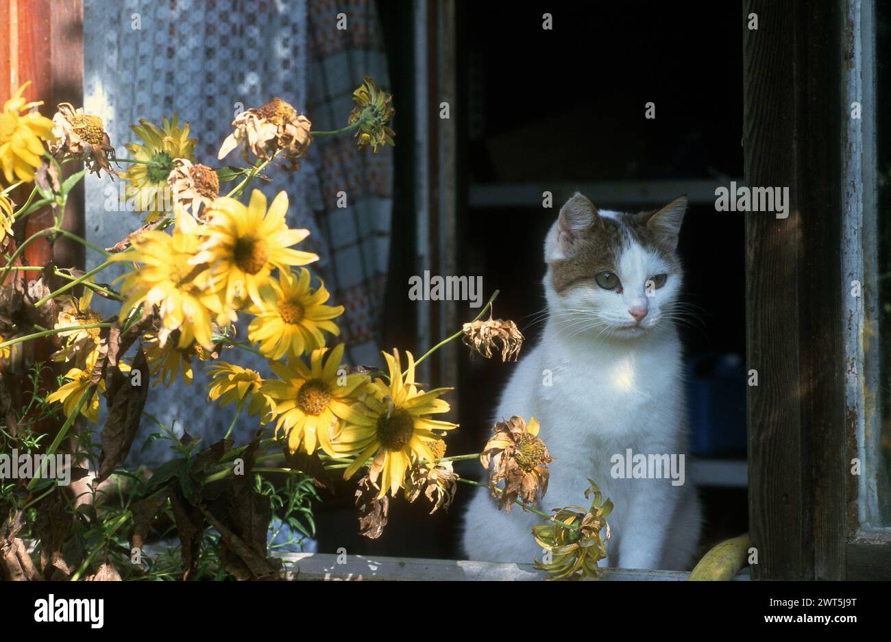 Cat in window Stock Photo - Alamy