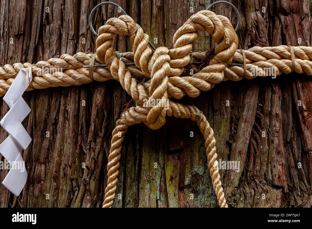 Kitaguchi Hongu Fuji Sengen Shrine, Mt. Fuji, sacred tree with ...