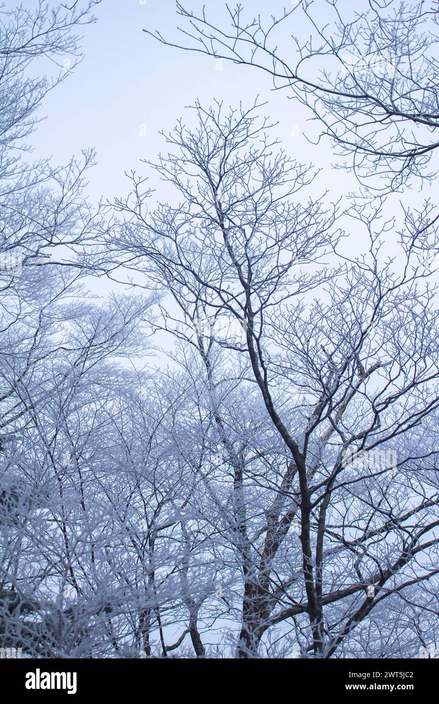 Frozen forest, trees,branches, trekking of Mt. Mitsutouge(1785m ...