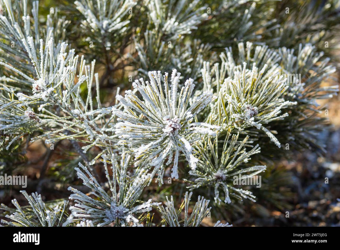 Frozen leaves, trees,branches, trekking of Mt. Mitsutouge(1785m ...