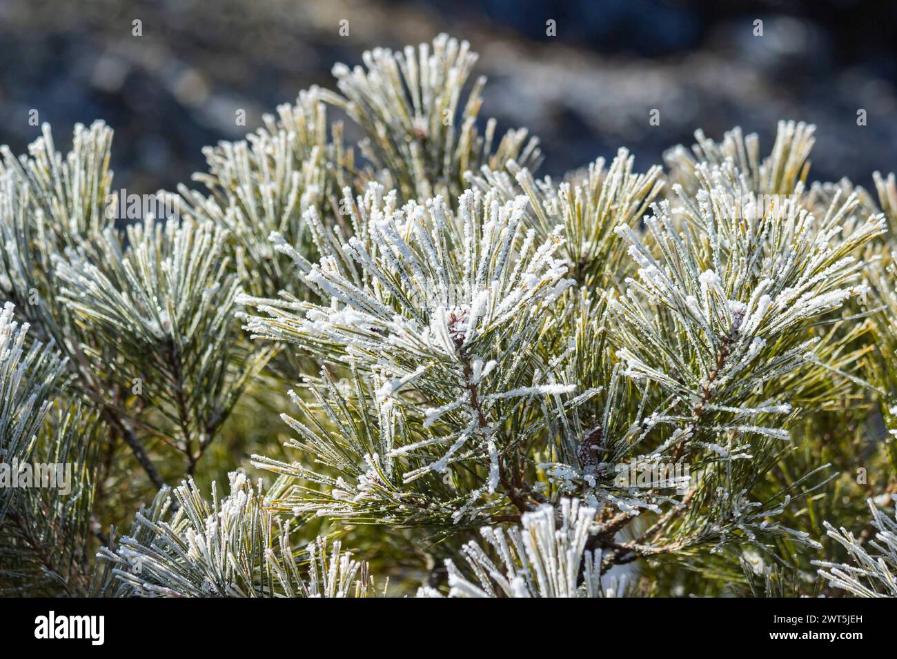 Frozen leaves, trees,branches, trekking of Mt. Mitsutouge(1785m ...