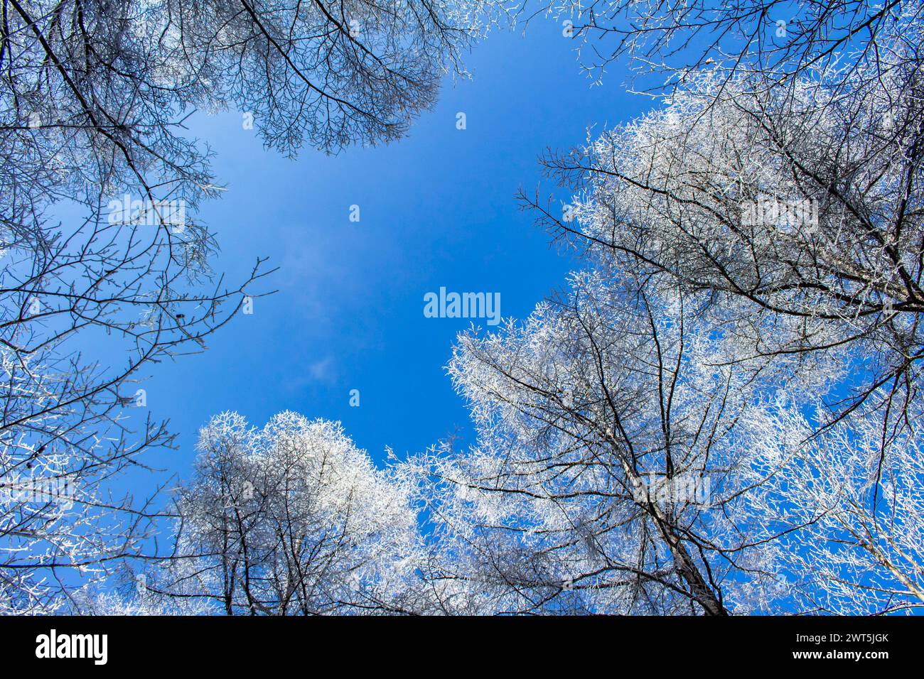 Yamanashi forest hi-res stock photography and images - Alamy