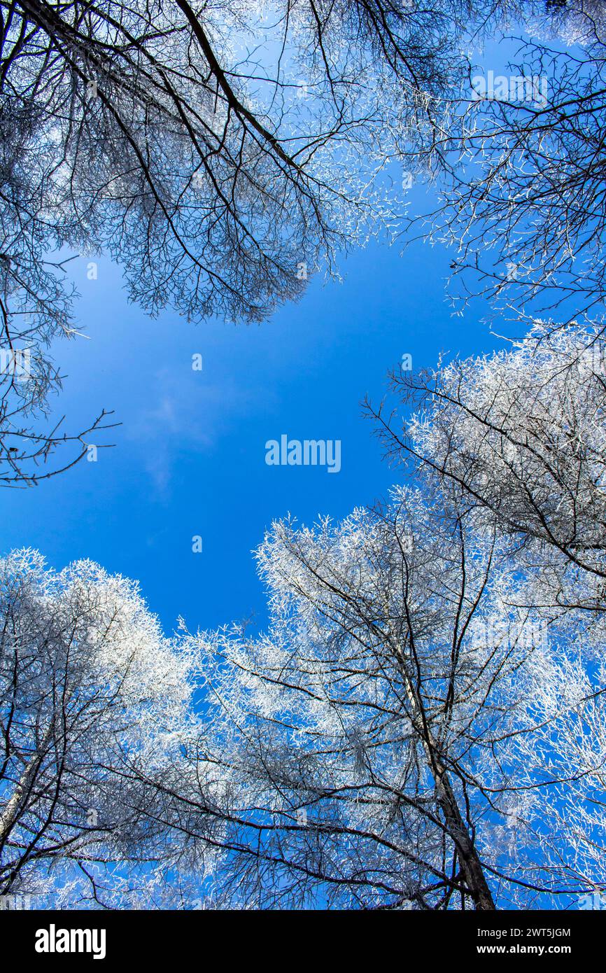 Frozen forest, trees,branches, trekking of Mt. Mitsutouge(1785m ...