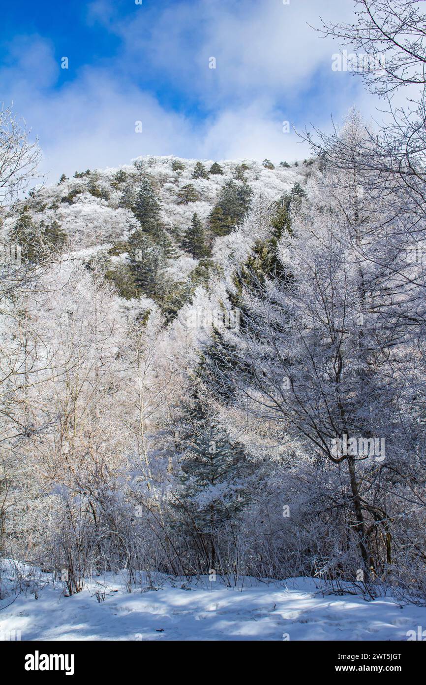 Yamanashi forest hi-res stock photography and images - Alamy
