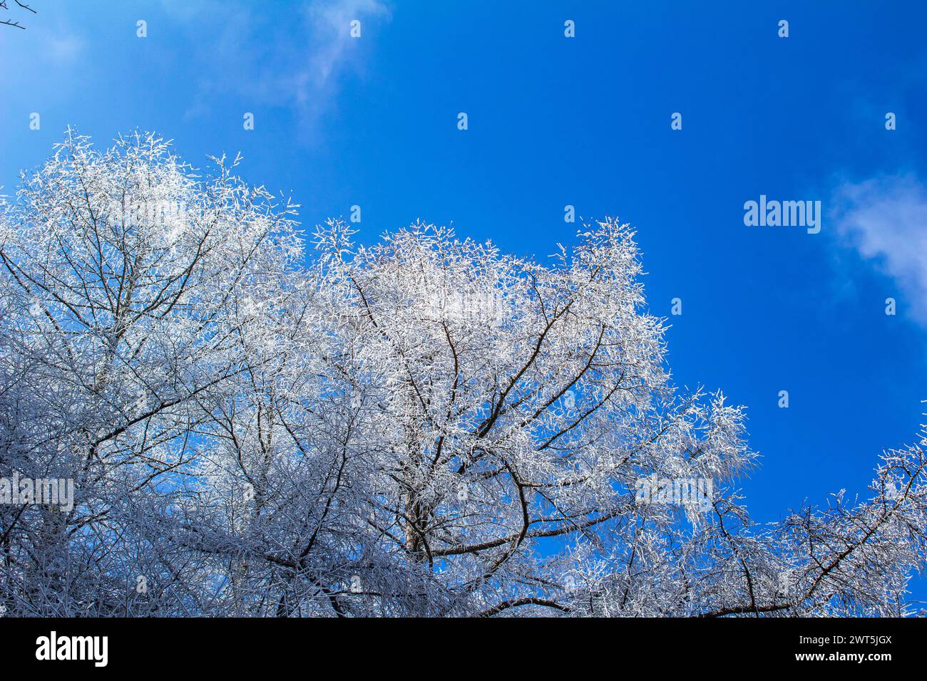 Yamanashi forest hi-res stock photography and images - Alamy