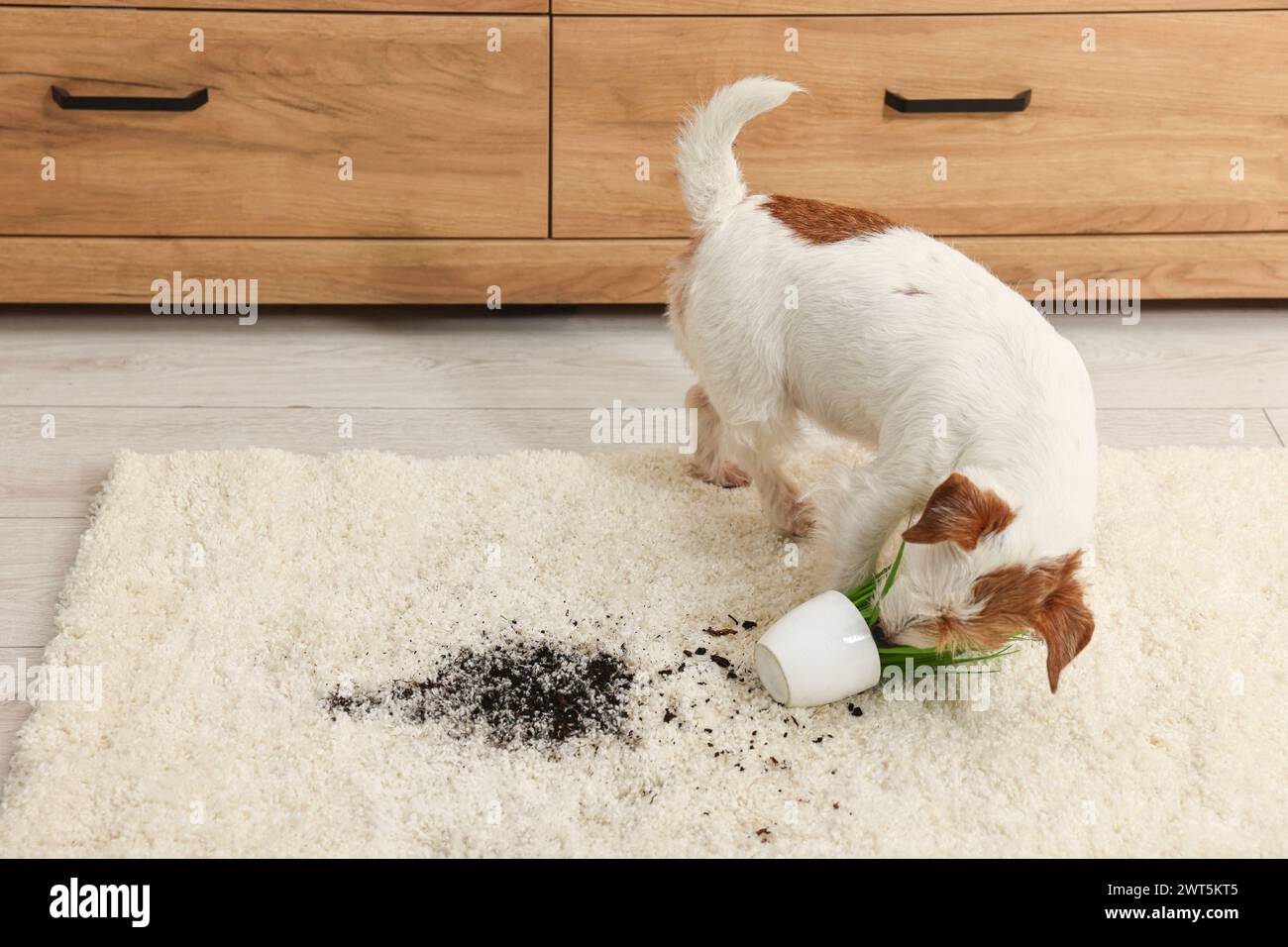 Cute dog near overturned houseplant on rug indoors Stock Photo - Alamy