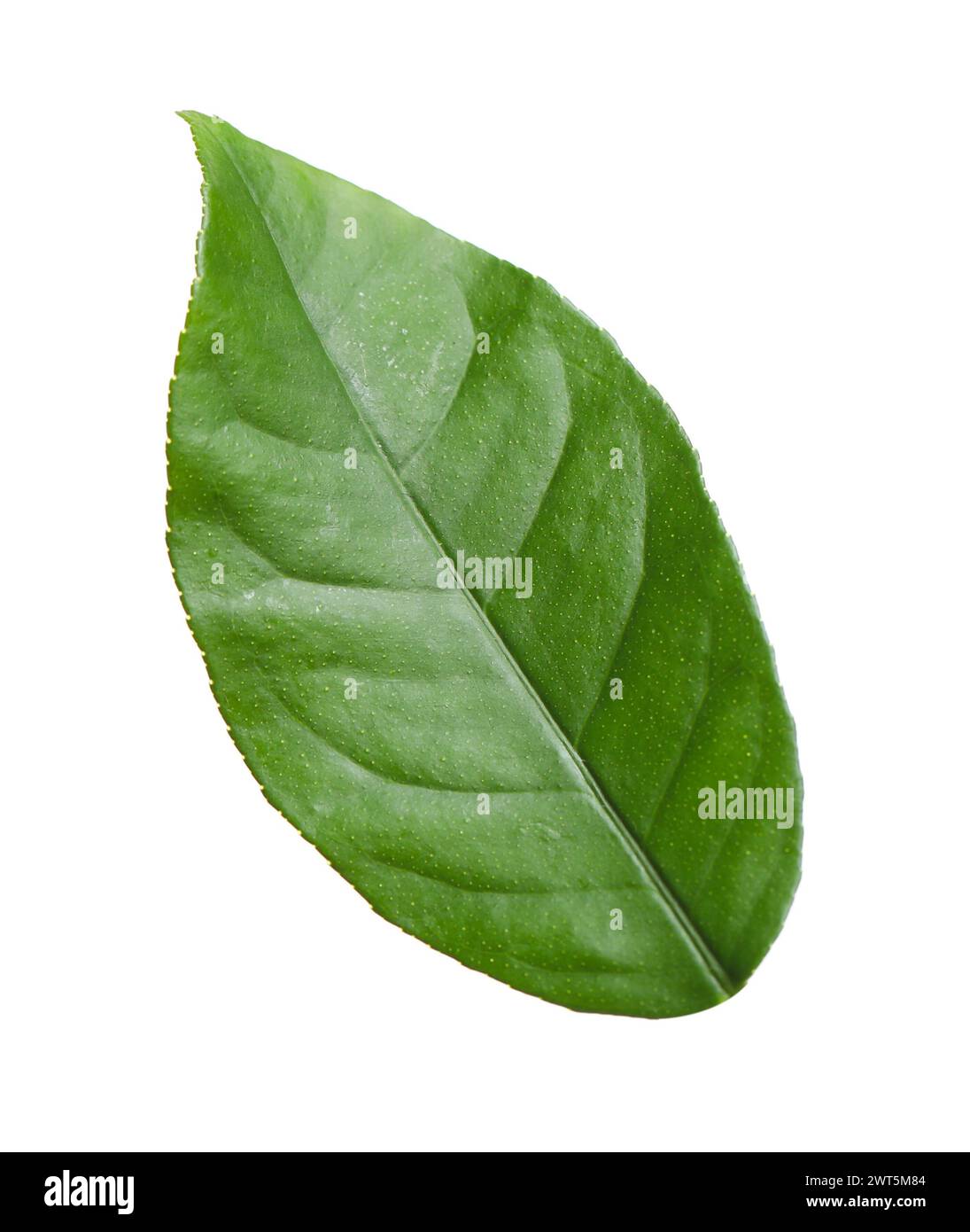Green leaf of lemon tree isolated on white Stock Photo - Alamy