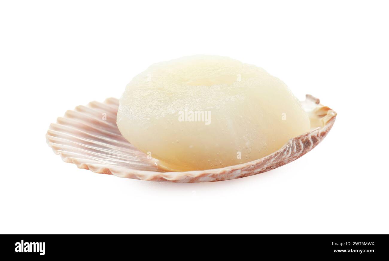 Fresh raw scallop in shell isolated on white Stock Photo - Alamy