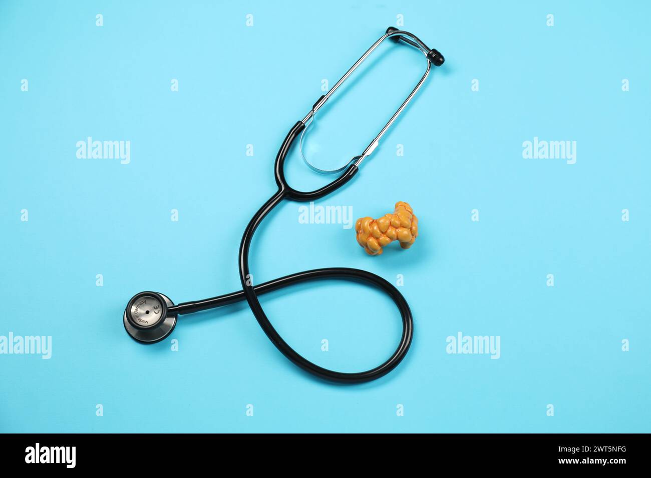 Endocrinology. Stethoscope and model of thyroid gland on light blue ...