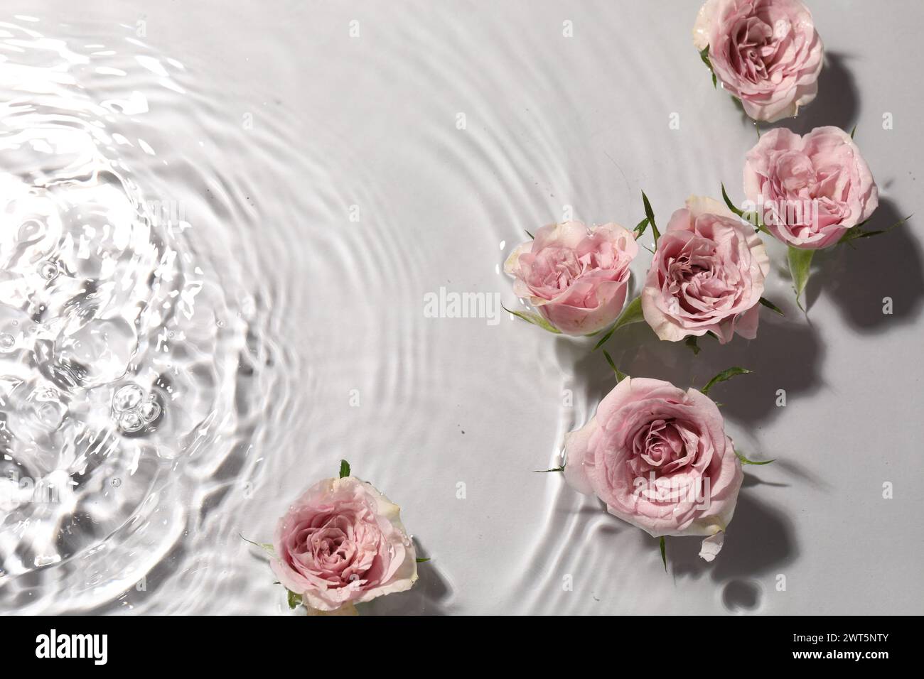 Beautiful roses in water on white background, top view. Space for text ...