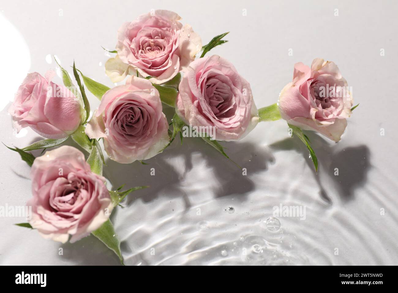 Beautiful roses in water on white background Stock Photo - Alamy