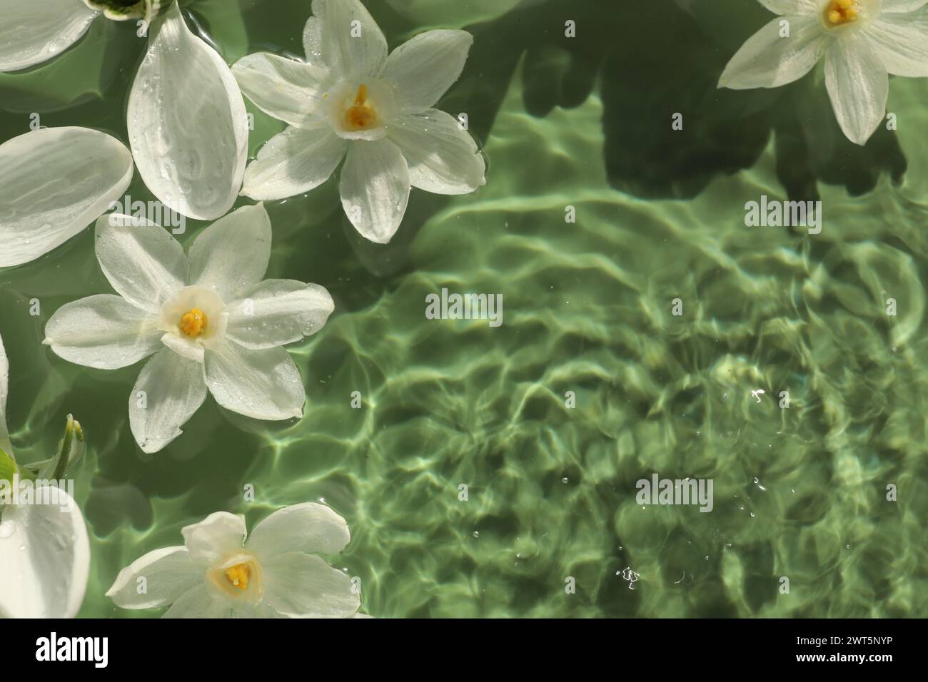 Beautiful flowers in water on green background, top view. Space for ...