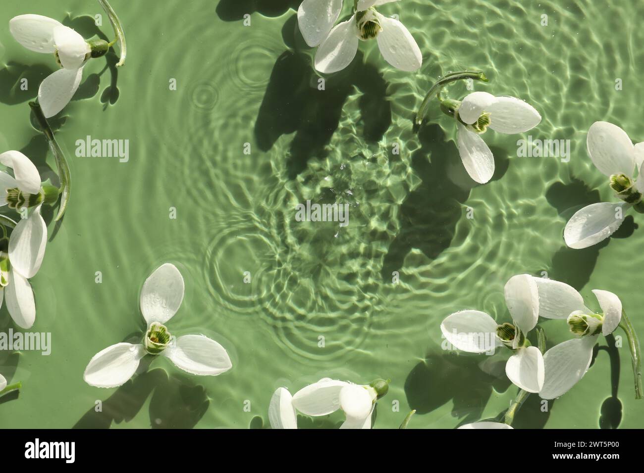 Beautiful flowers in water on green background, top view. Space for ...