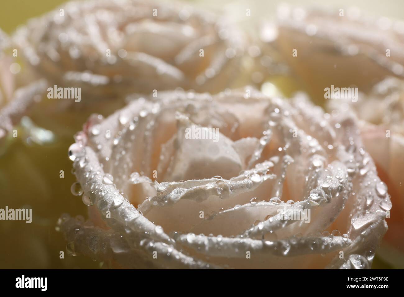 Wet natural rose flowers hi-res stock photography and images - Alamy