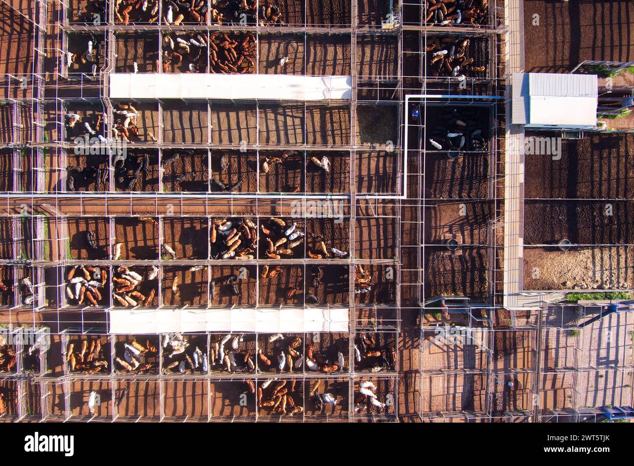 Aerial of the Roma Saleyards Australia’s largest cattle selling centre ...