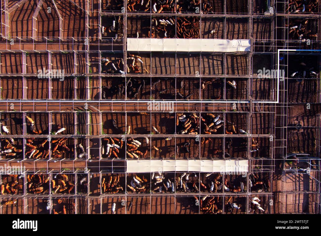 Roma Saleyards aerial of Australia’s largest cattle selling centre ...
