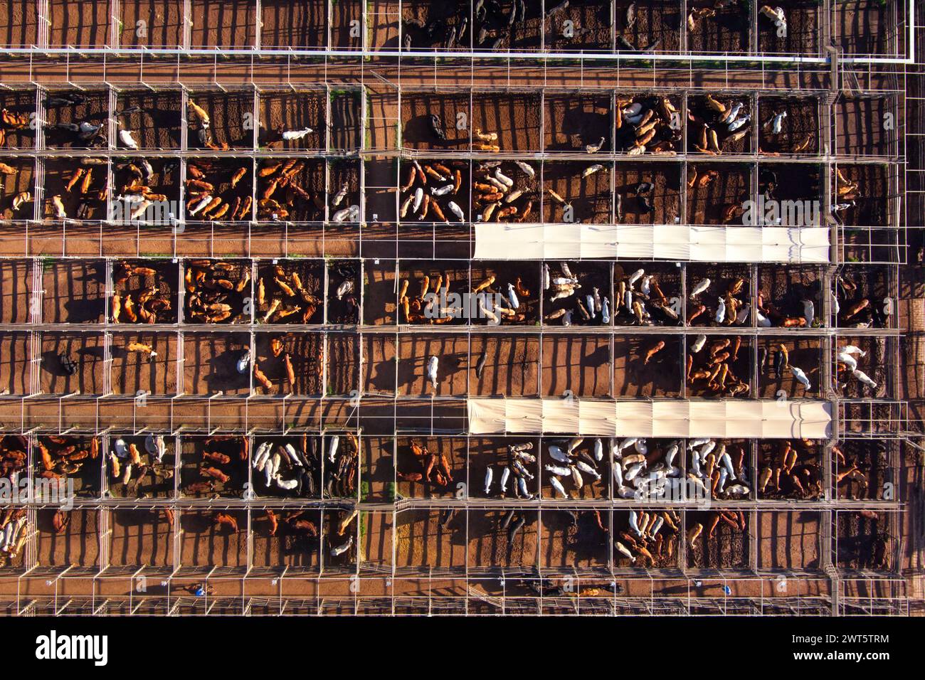 Roma Saleyards aerial of Australia’s largest cattle selling centre ...
