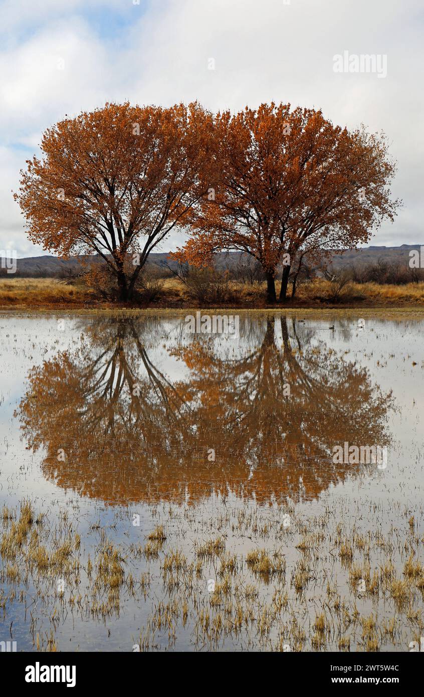 Bosque del apache fall colors hi-res stock photography and images - Alamy