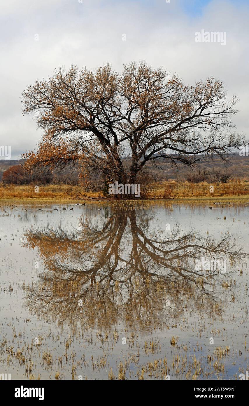 Tree reflection - Bosque del Apache, New Mexico Stock Photo - Alamy