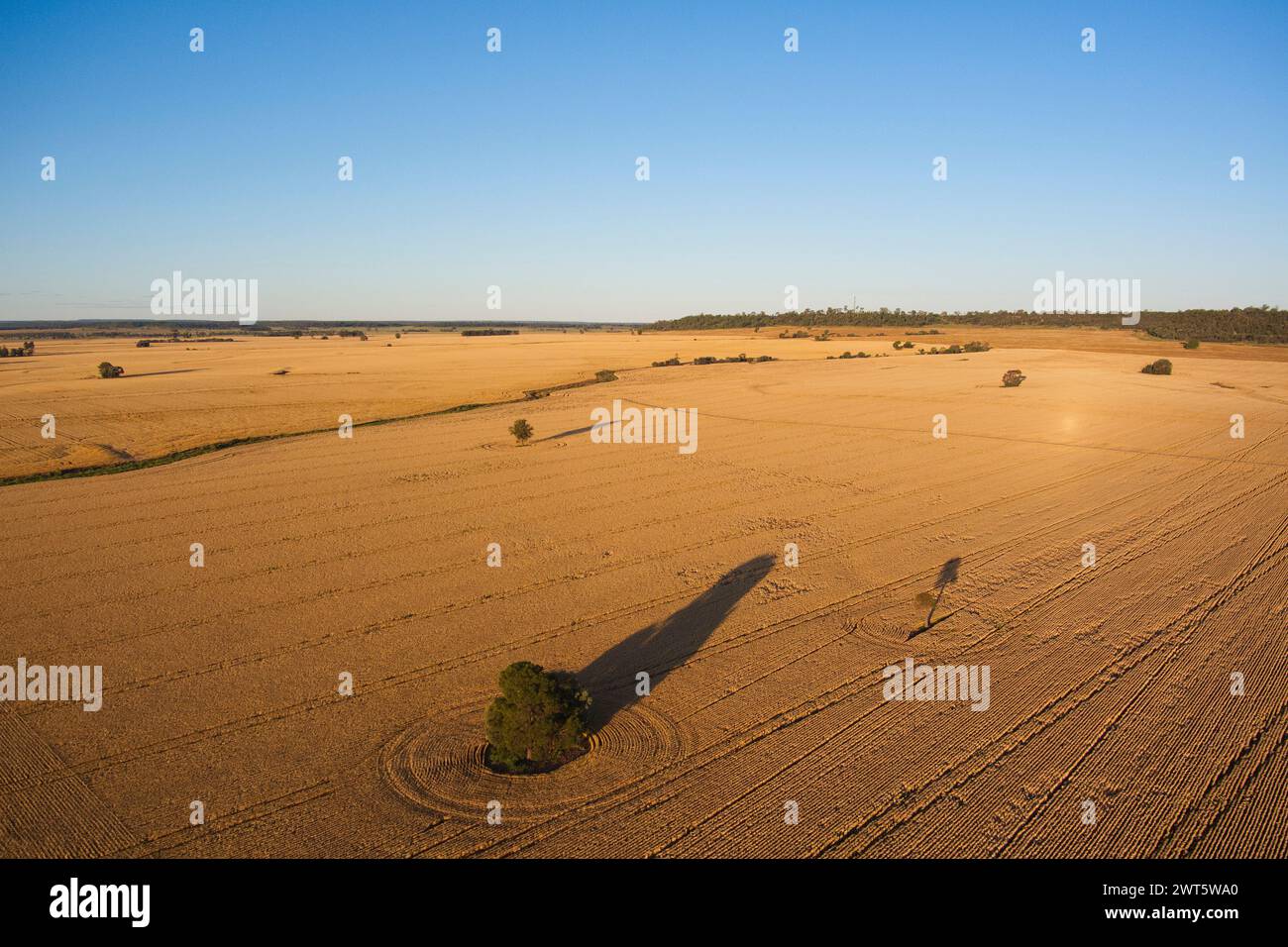 Aerial of wheat fields just before harvest near Wallumbilla on the ...