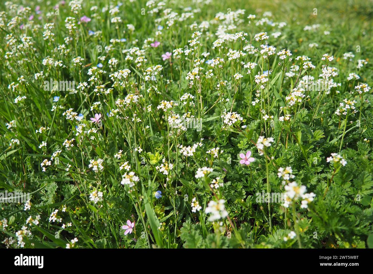 Flowers of shepherd's purse. Capsella bursa-pastoris known because of ...