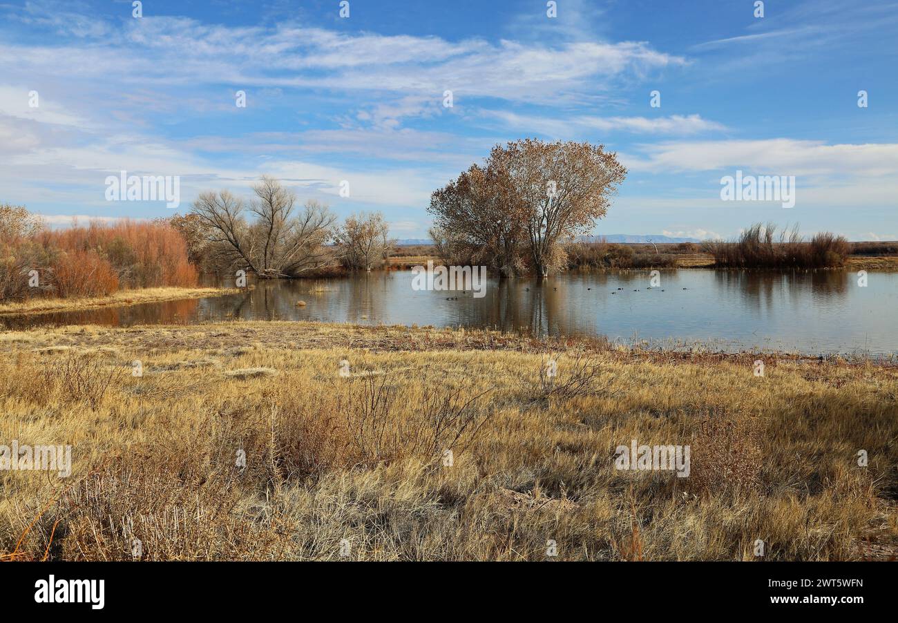 Idyllic landscape in Bosque del Apache, New Mexico Stock Photo - Alamy